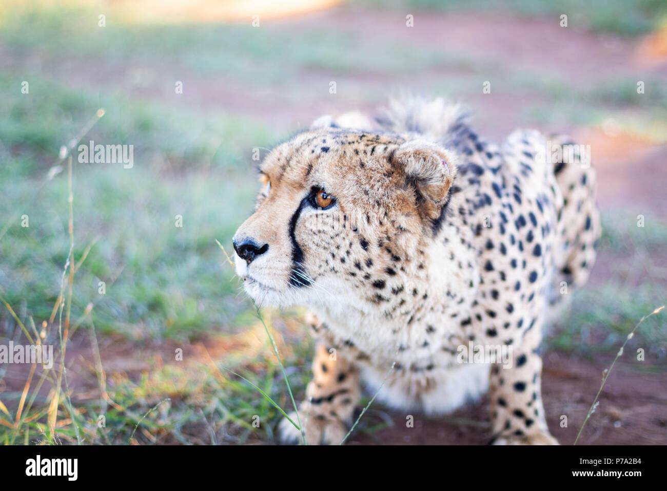 A cheetah crouching in the shade at the Lion and Safari Park in ...