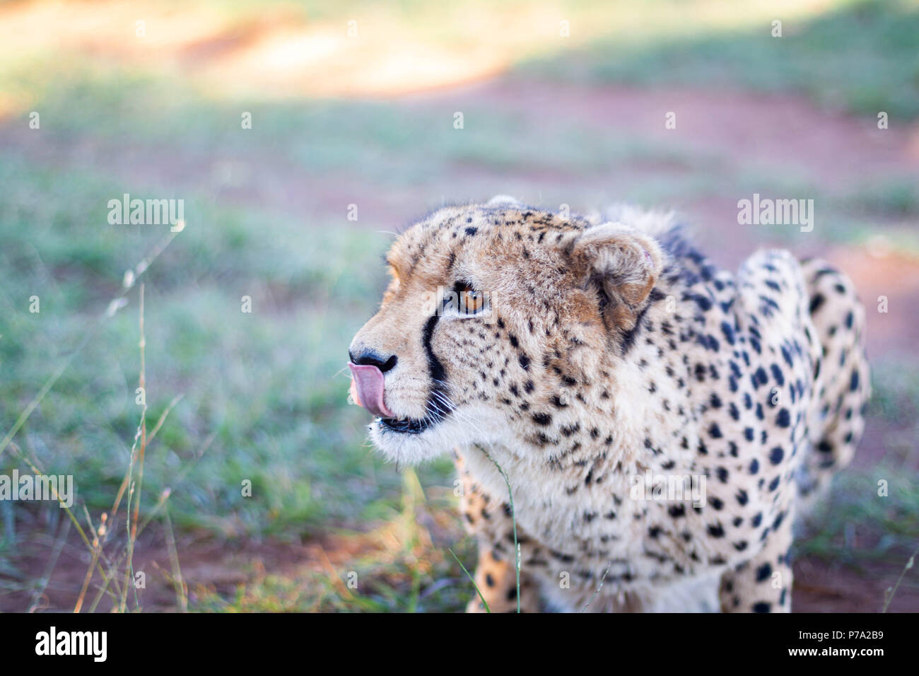 A cheetah crouching in the shade at the Lion and Safari Park in ...
