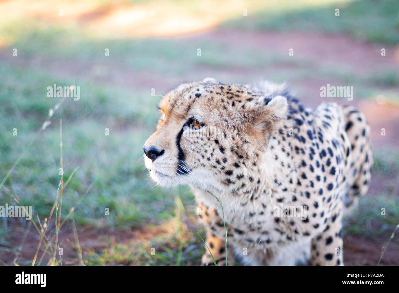 A cheetah crouching in the shade at the Lion and Safari Park in ...