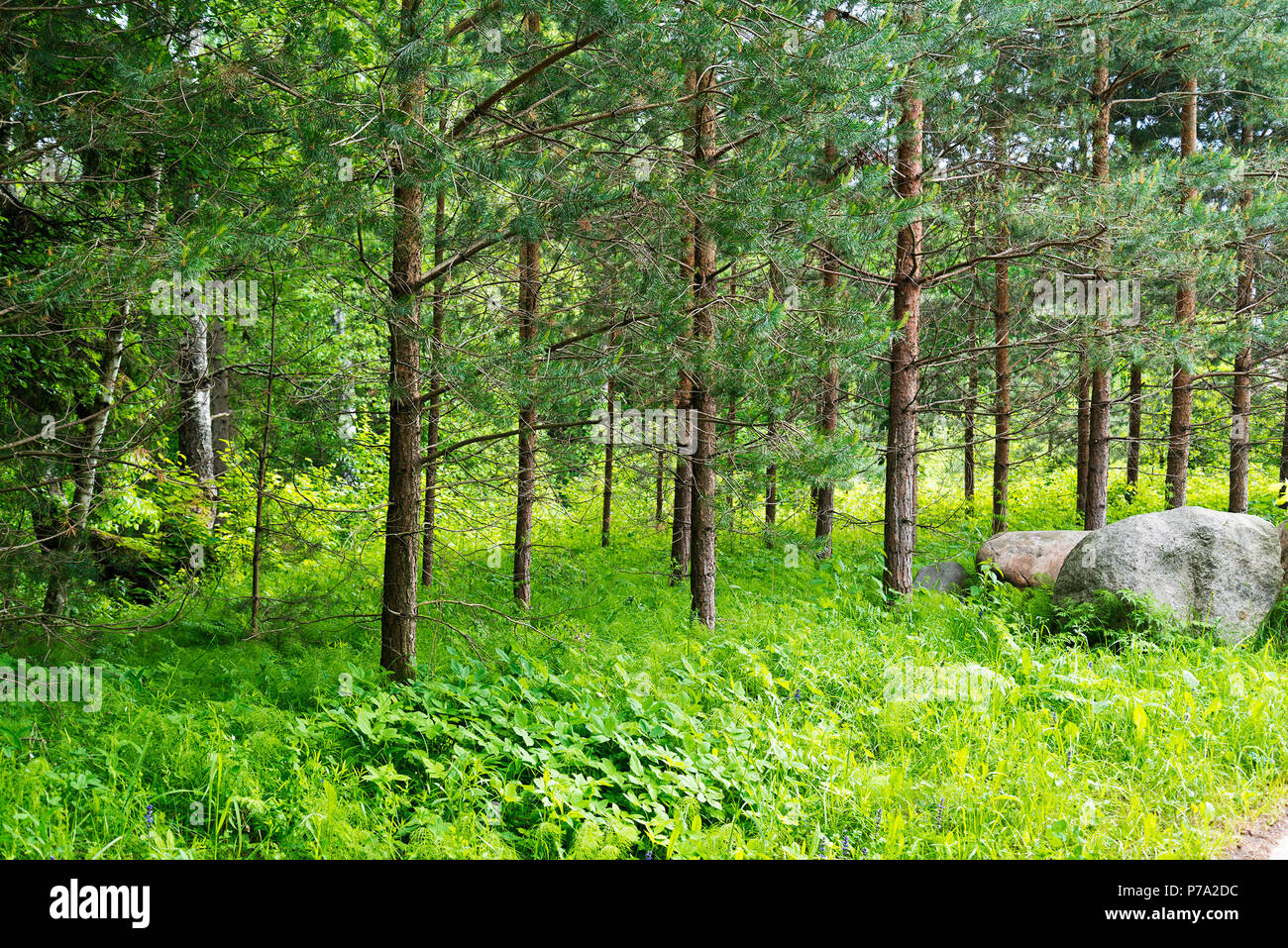 Small pine trees in the summer forest. Dense vegetation Stock Photo - Alamy