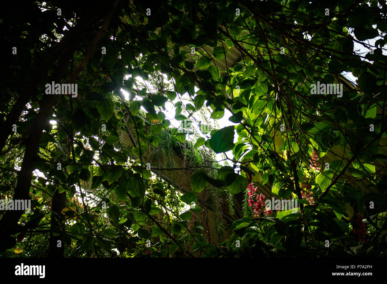 Growing wildly hi-res stock photography and images - Alamy