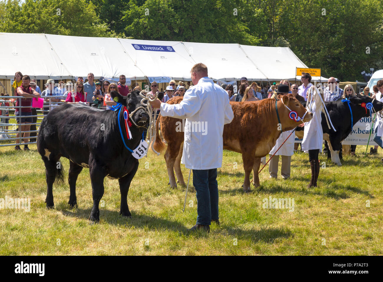 Essex Young Farmers Show, Cattle judging Stock Photo - Alamy
