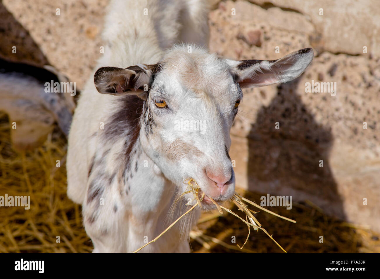 Goat ears hi-res stock photography and images - Alamy
