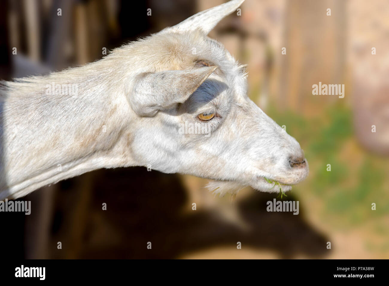 Goat ears hi-res stock photography and images - Alamy