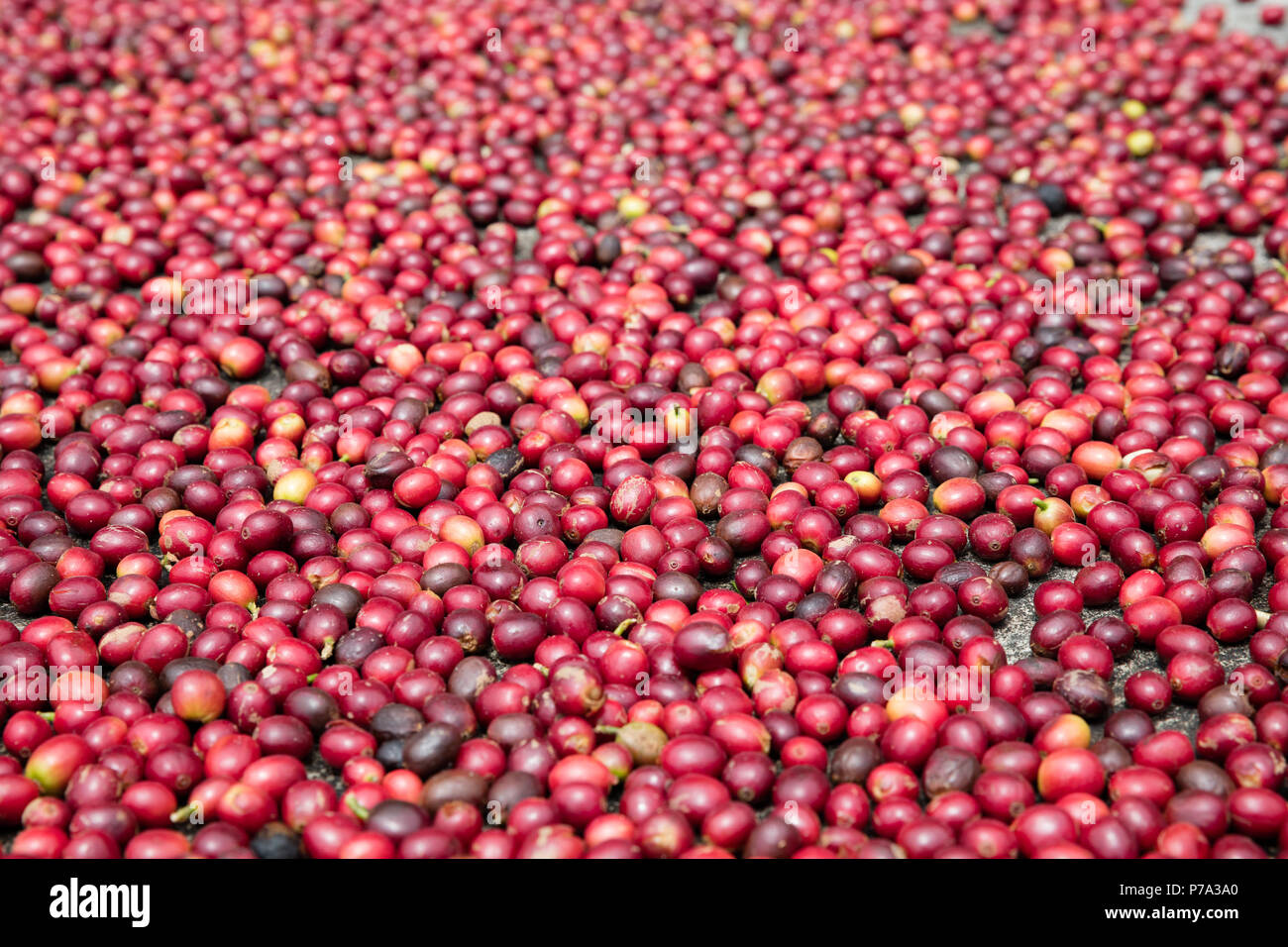 Red coffee bean hi-res stock photography and images - Alamy