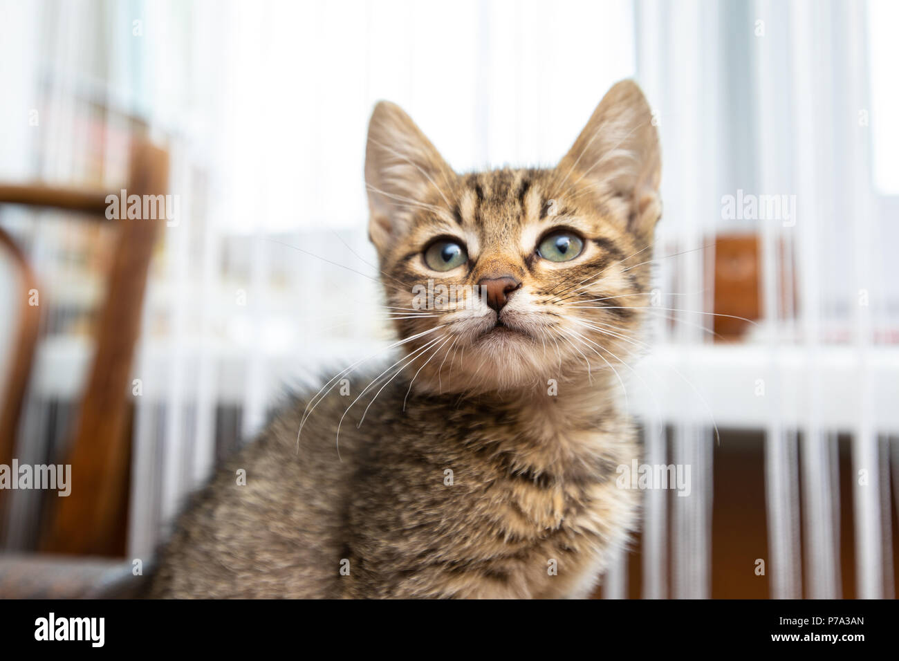 Kittens play home hi-res stock photography and images - Alamy