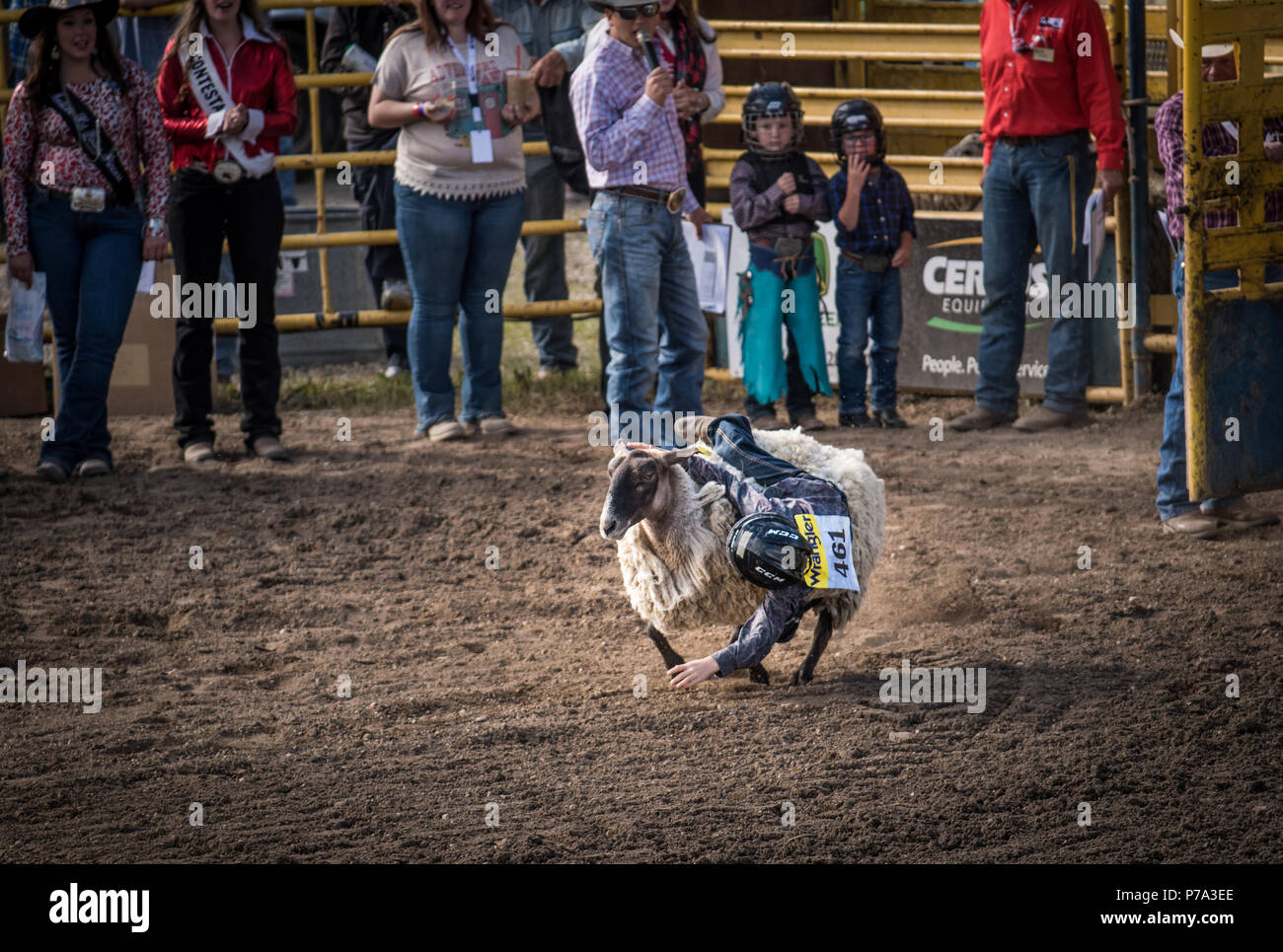 Boy hanging sheep hi-res stock photography and images - Alamy