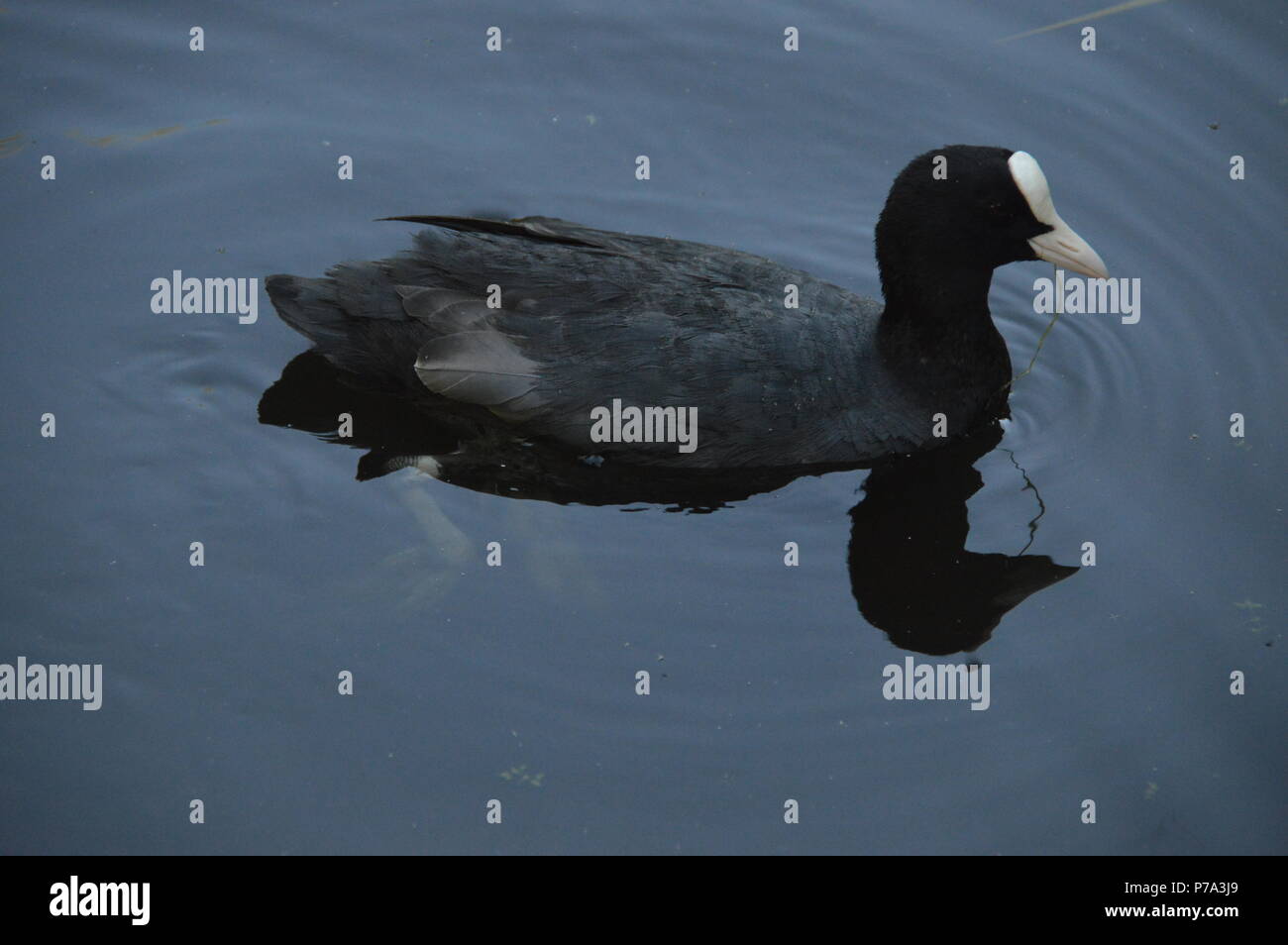 A duck in Charlottenburg palace garden in berlin germany Stock Photo ...