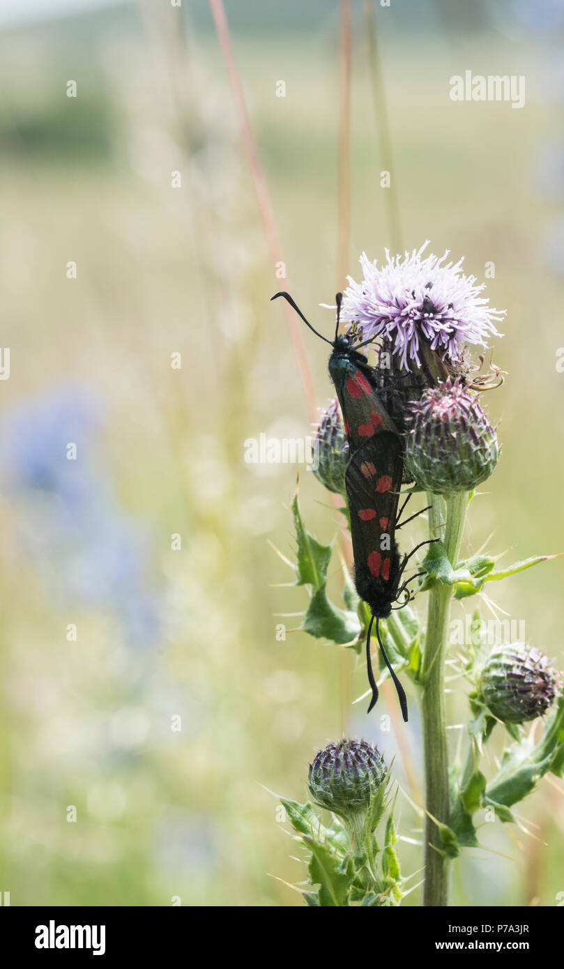 Flying insect mating hi-res stock photography and images - Alamy