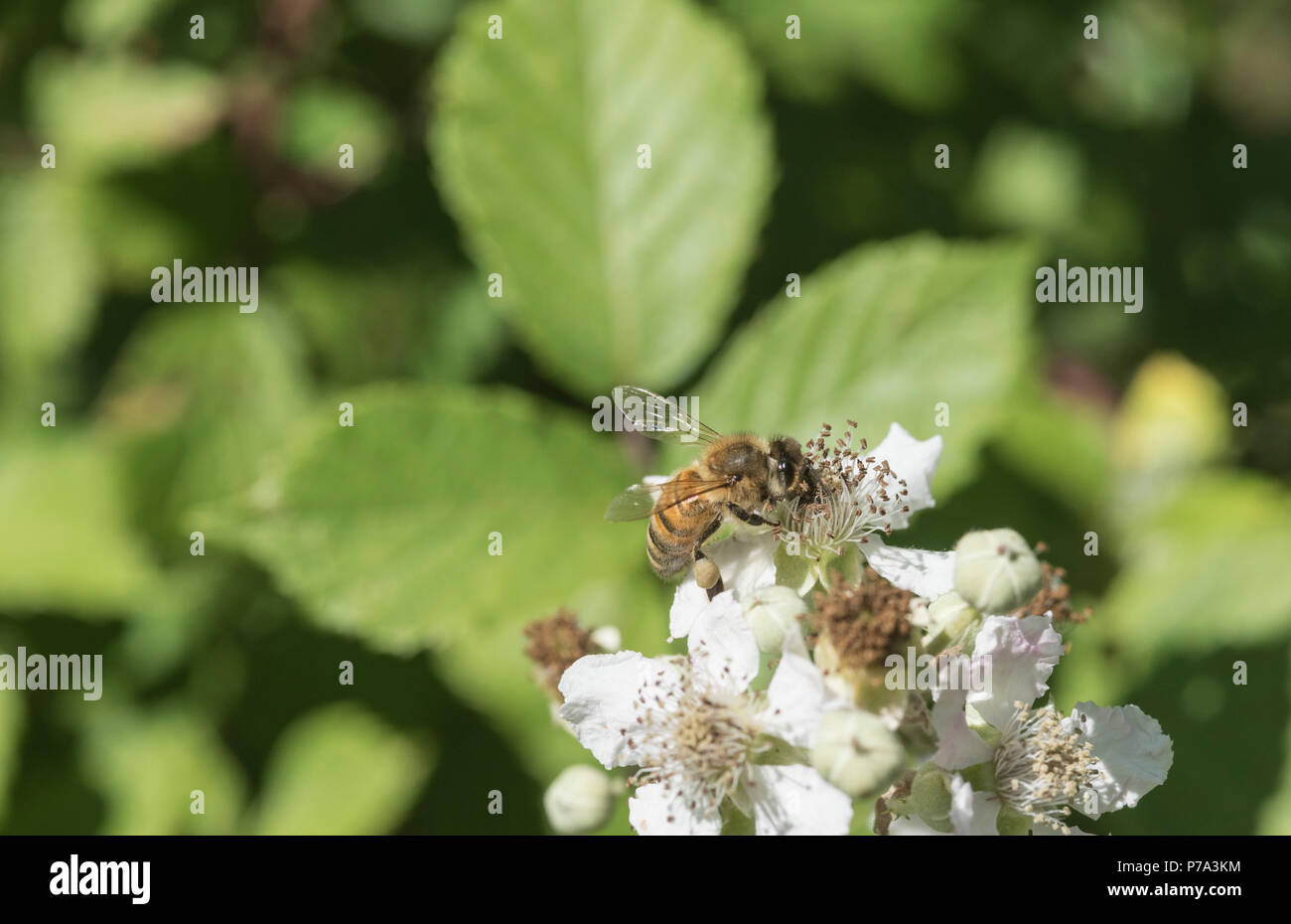 Bramble hill hi-res stock photography and images - Alamy