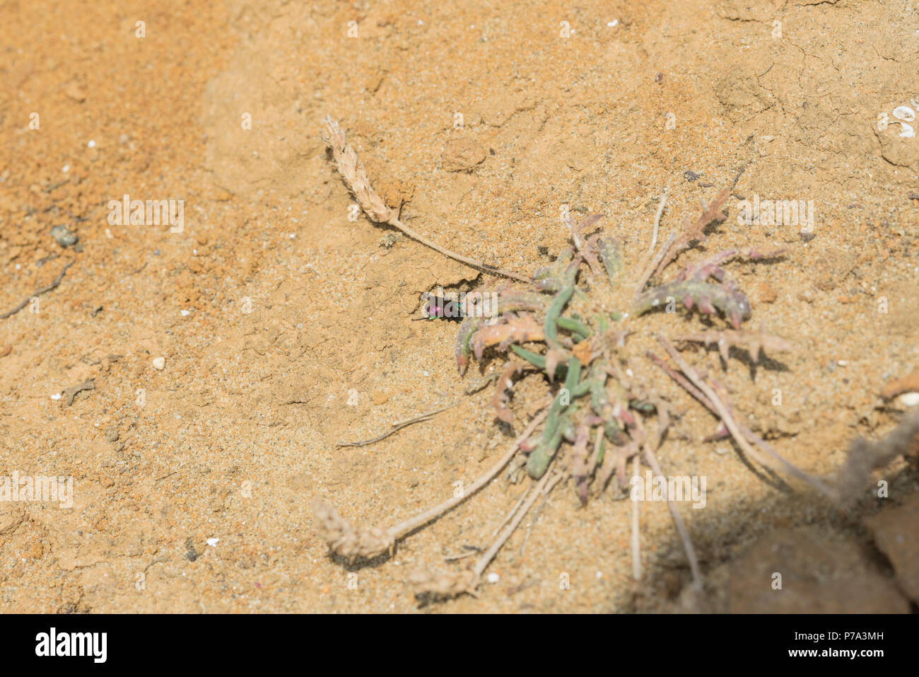 Ruby-tailed wasp (Hedychridium sp) investigating a nest hole Stock ...