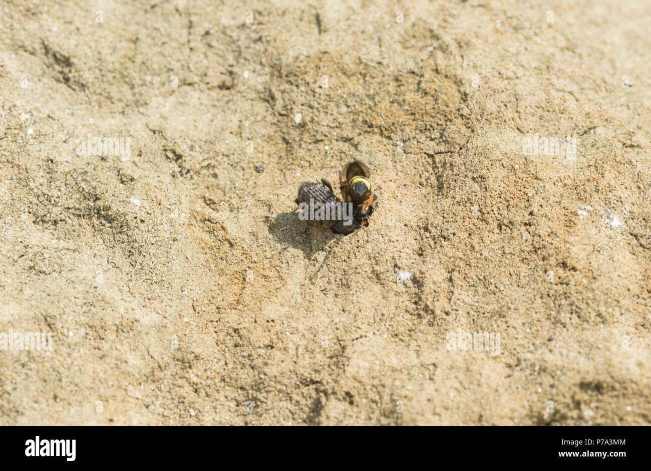 Cerceris hi-res stock photography and images - Alamy
