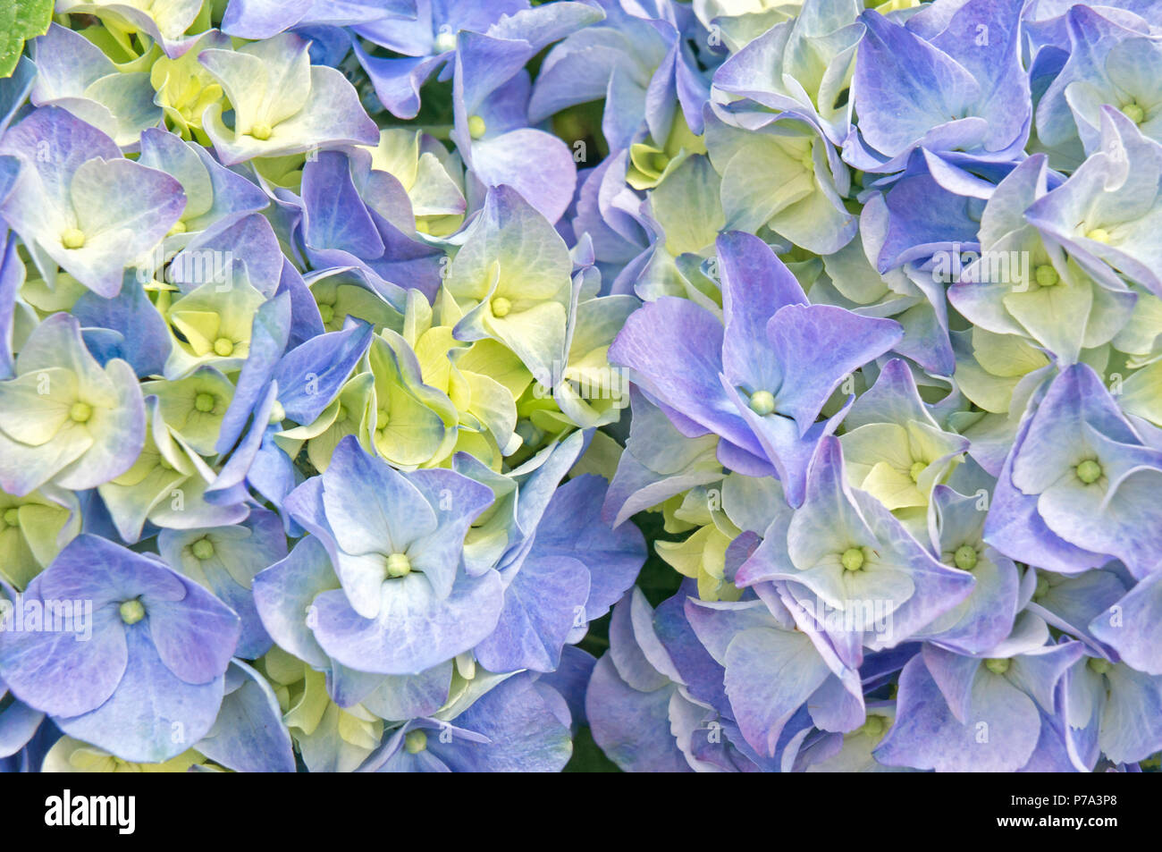 Hydrangea closeup petals hi-res stock photography and images - Alamy
