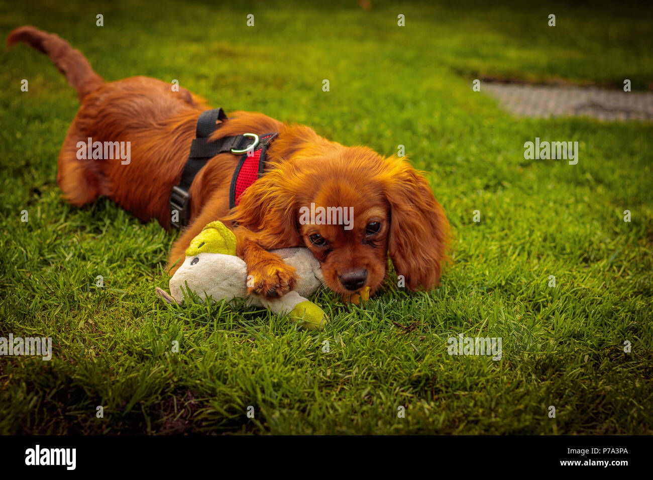 Animal shots hi-res stock photography and images - Alamy