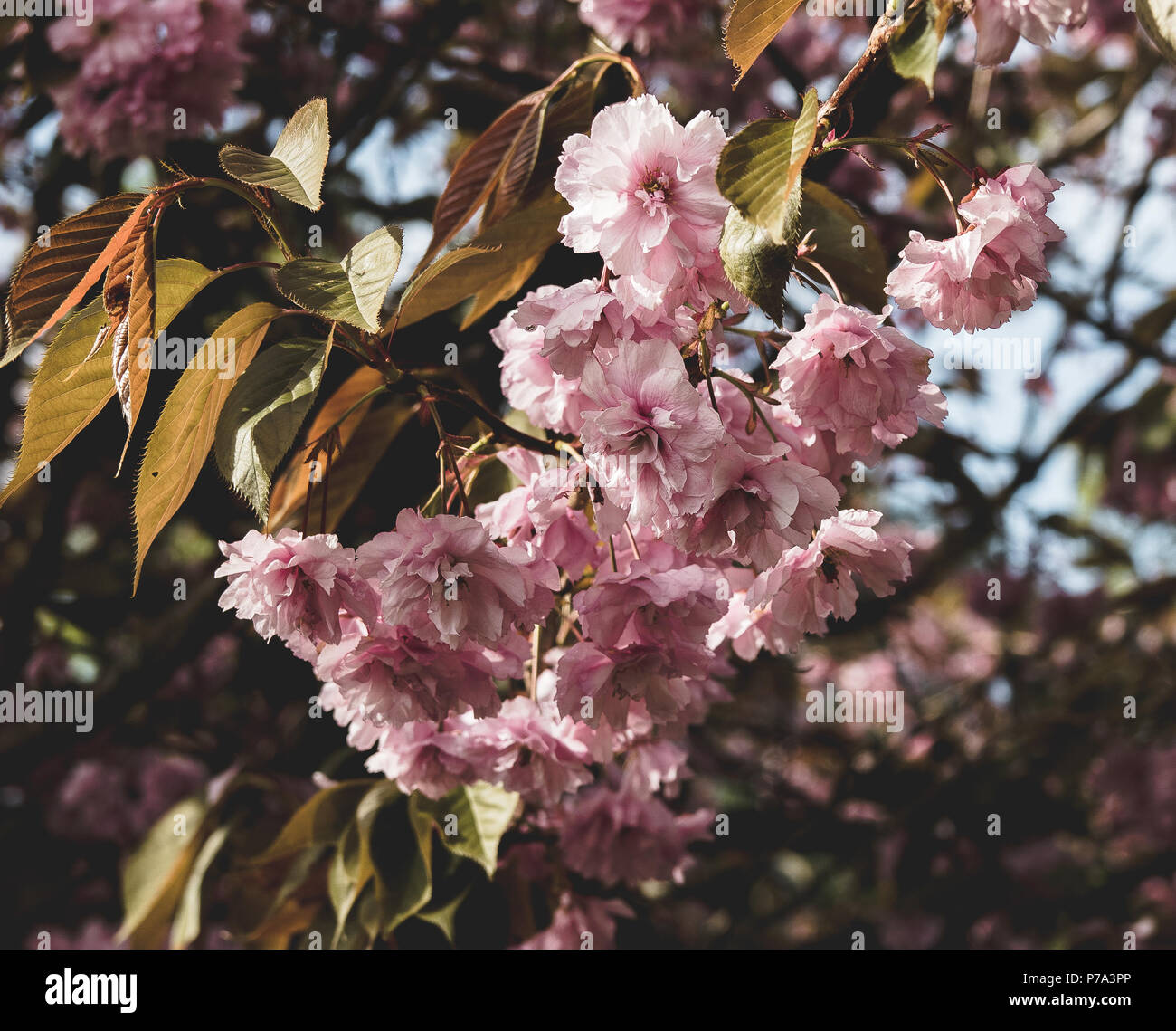 Detailed flowers hi-res stock photography and images - Alamy