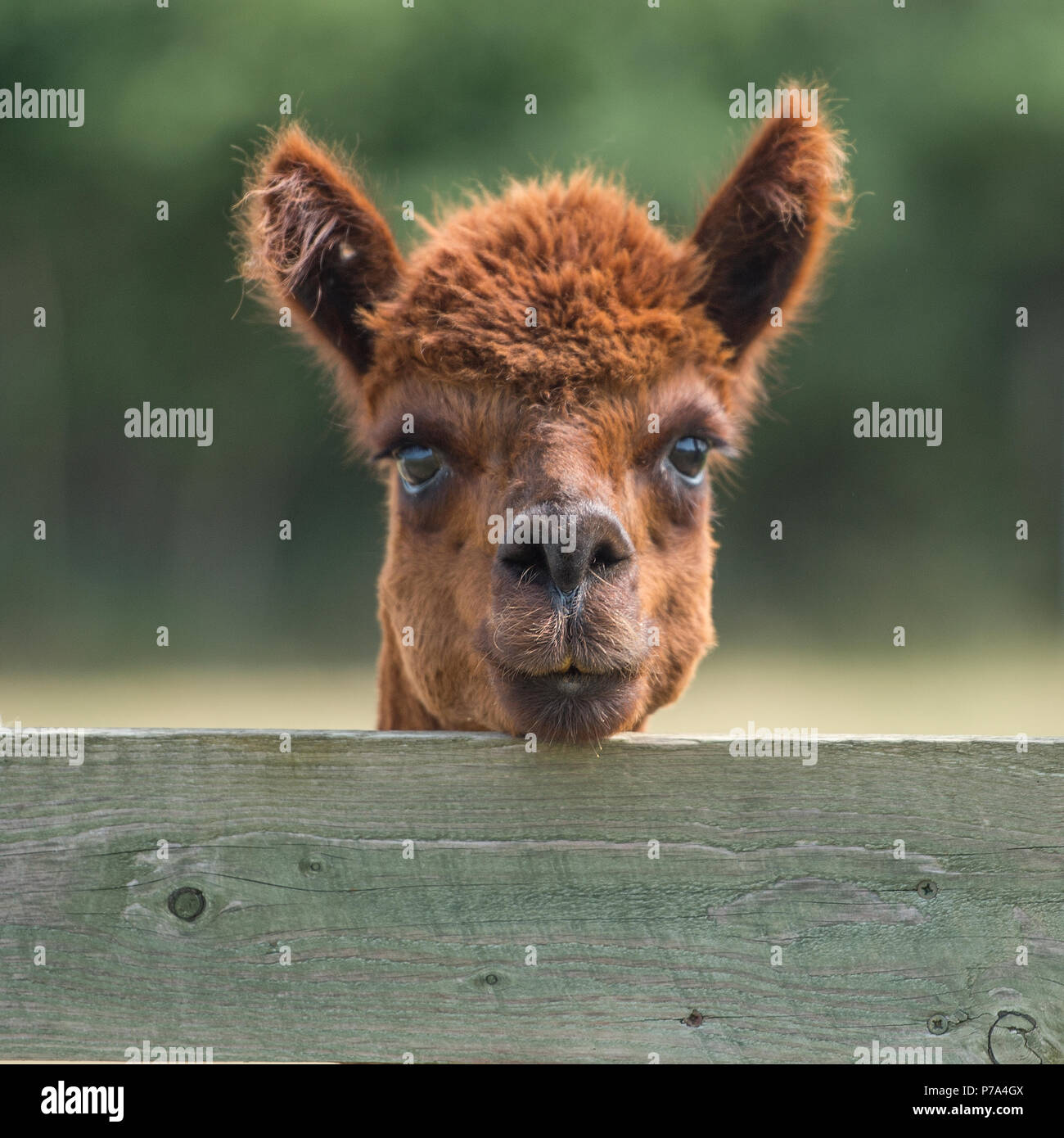 Friendly alpaca hi-res stock photography and images - Alamy