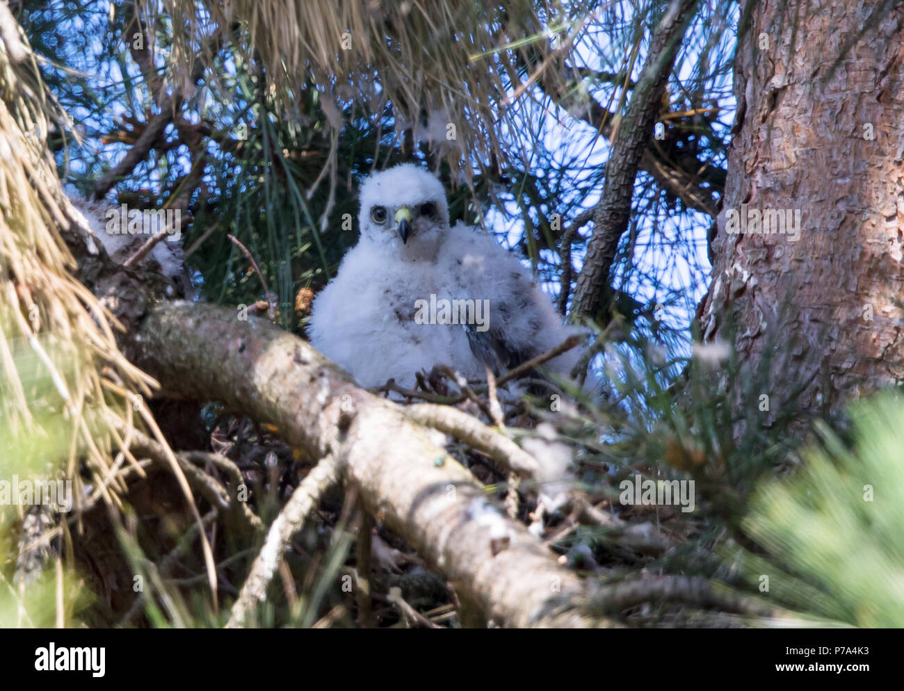 Sparrowhawk chicks in the nest Stock Photo - Alamy