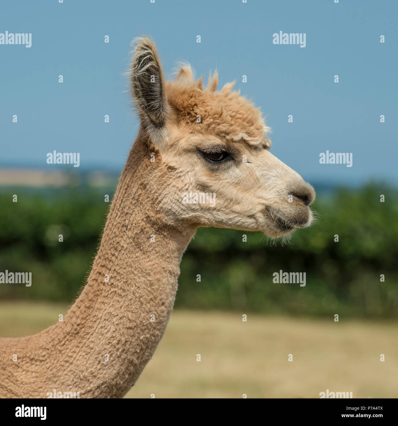 Alpaca wool hi-res stock photography and images - Alamy