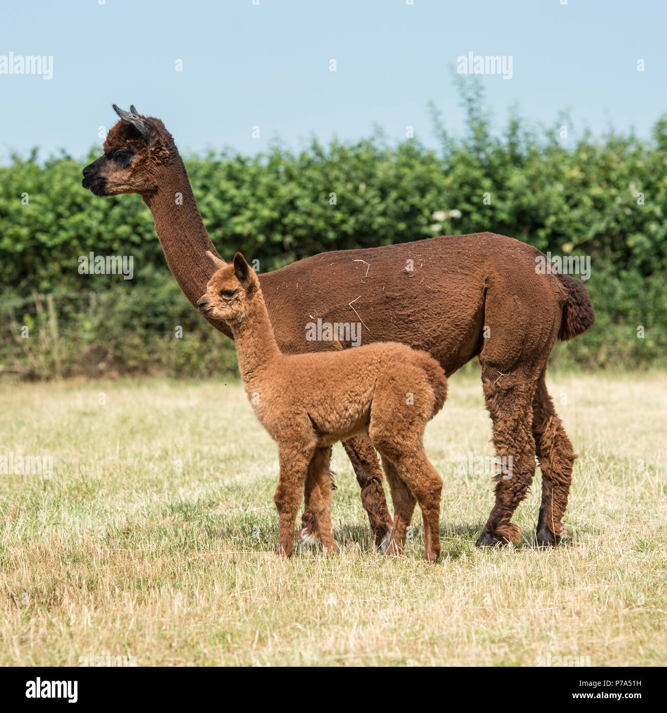 Huacaya alpacas hi-res stock photography and images - Alamy