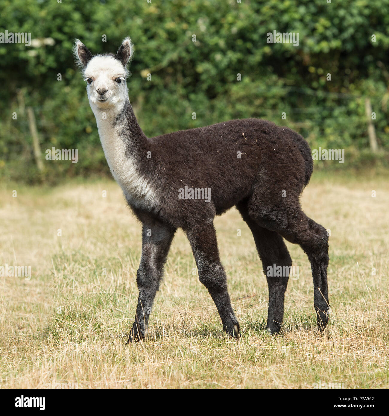 Alpaca Cria High Resolution Stock Photography and Images - Alamy