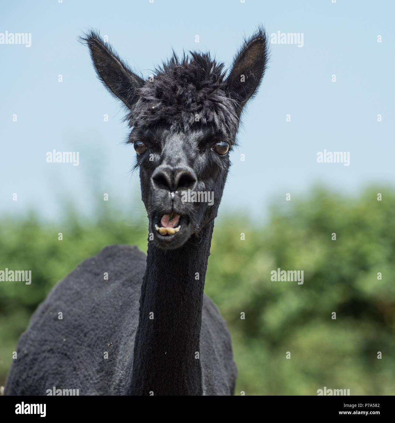 Alpaca Black Stock Photos & Alpaca Black Stock Images - Alamy