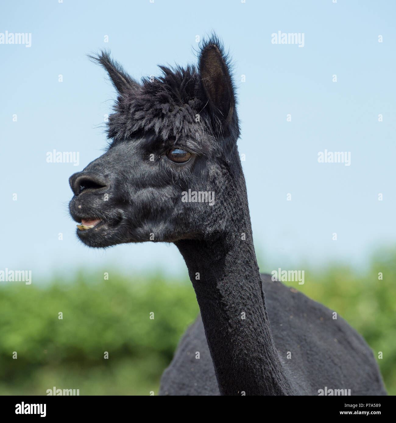 Black alpaca hi-res stock photography and images - Alamy