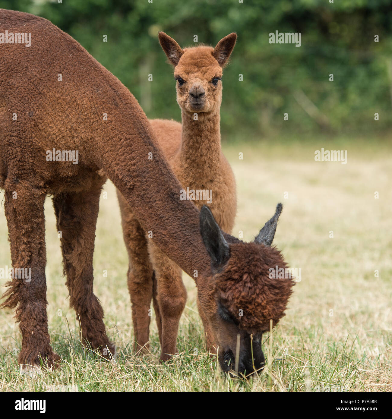 Baby wool hi-res stock photography and images - Alamy