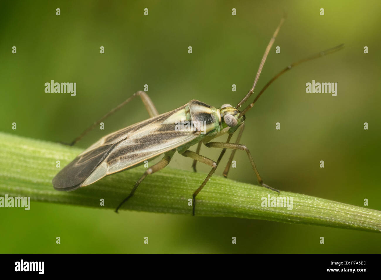 Stenotus binotatus mirid bug resting on plant stem hi-res stock ...