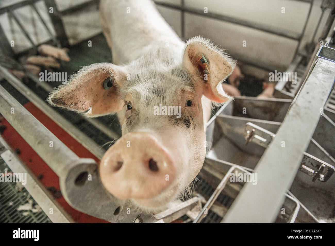 Pig production hi-res stock photography and images - Alamy