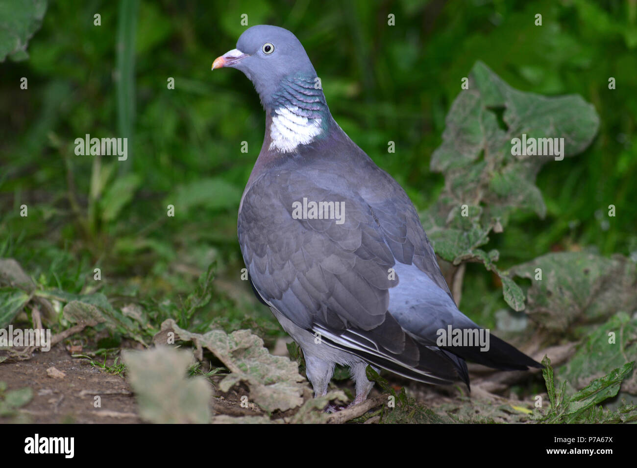 Pigeon bird countryside wild perched hi-res stock photography and ...