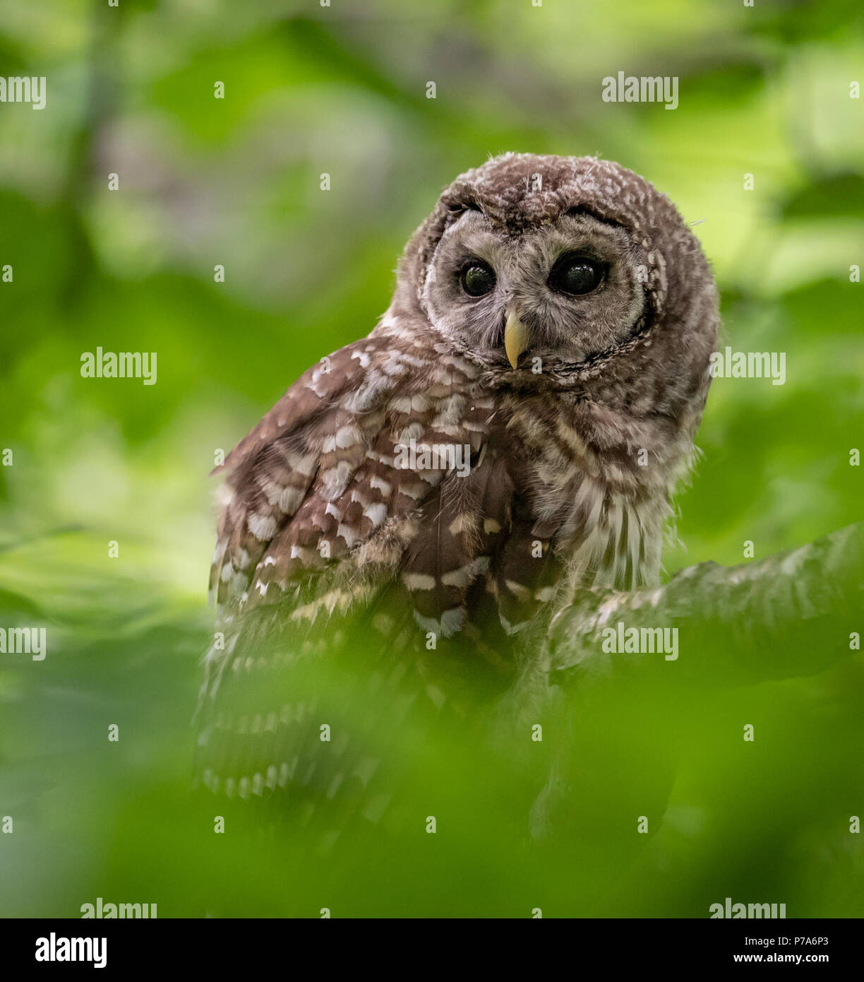 Barred Owl High Resolution Stock Photography and Images - Alamy