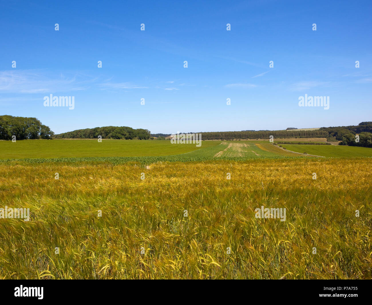 Maize cover crop hi-res stock photography and images - Alamy