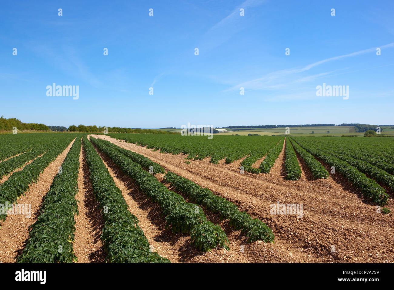 Limestone soil hi-res stock photography and images - Alamy