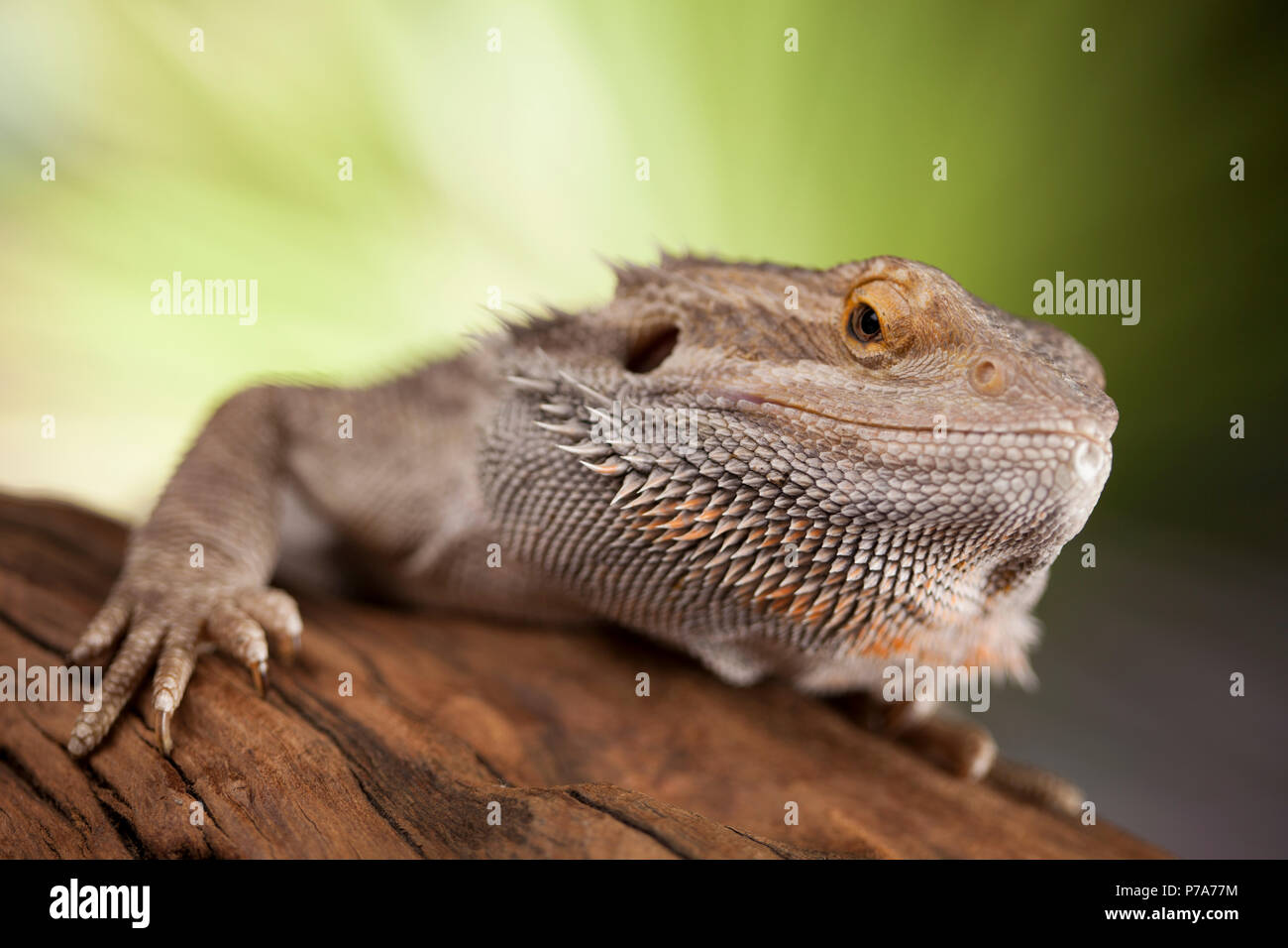 Root Bearded Dragon, Agama Lizard Stock Photo - Alamy