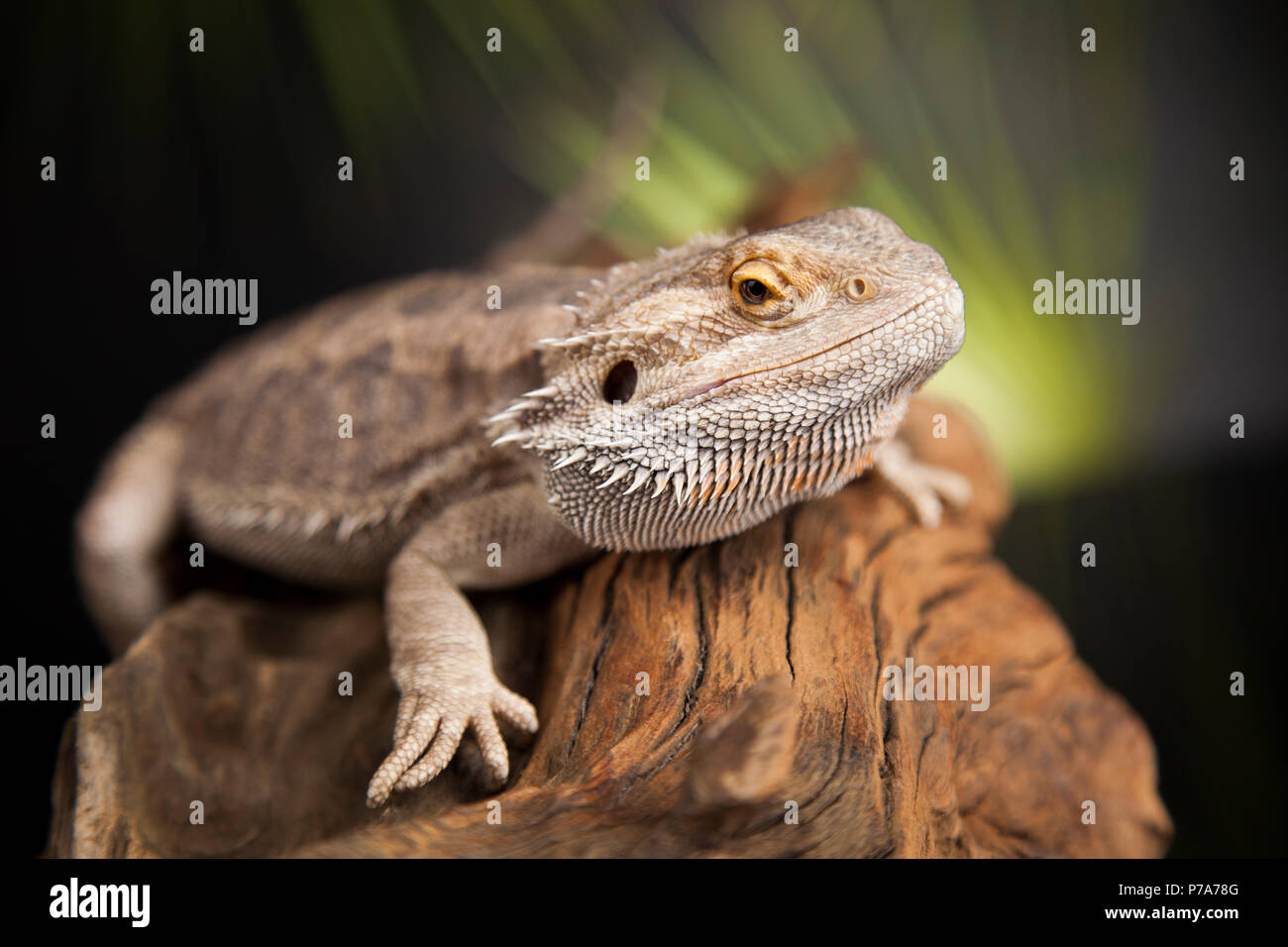 Root Bearded Dragon, Agama Lizard Stock Photo - Alamy