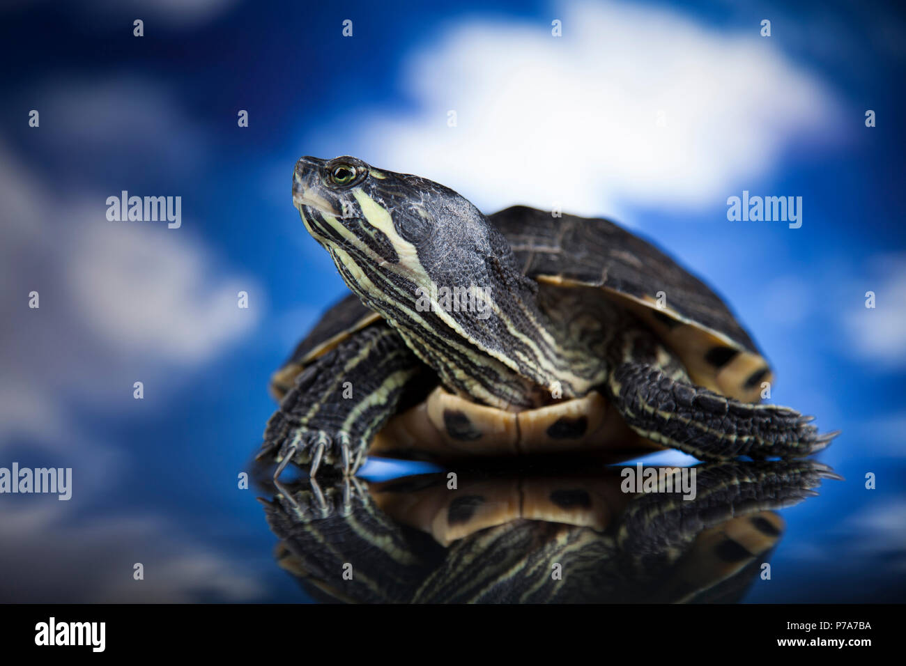 Water turtle, animal Stock Photo - Alamy