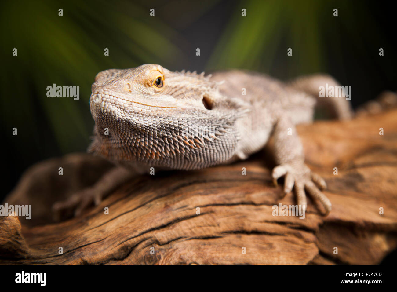 Root Bearded Dragon, Agama Lizard Stock Photo - Alamy