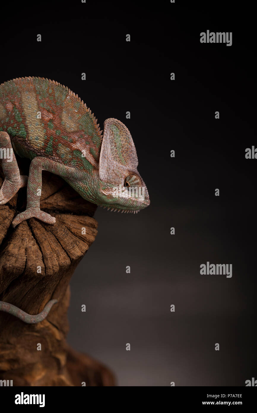 Root, Green chameleon, lizard background Stock Photo - Alamy