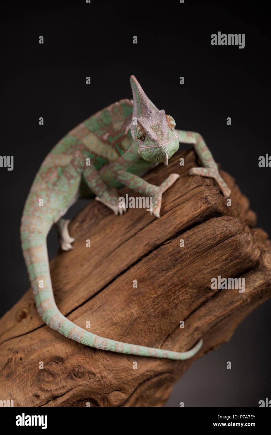 Root, Green chameleon, lizard background Stock Photo - Alamy
