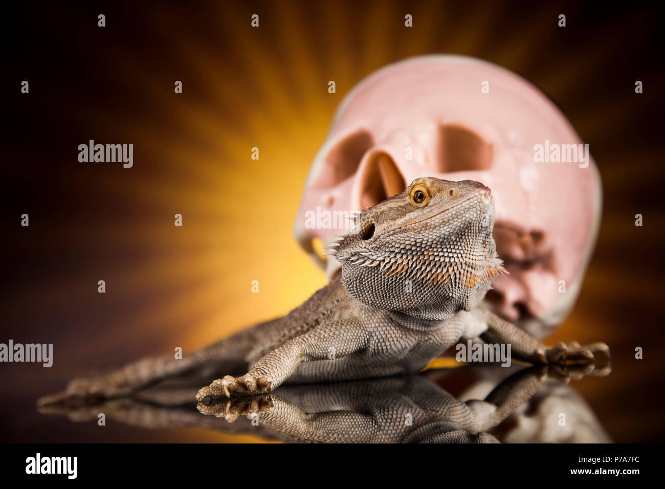Human skull,Agama bearded, lizard background Stock Photo - Alamy