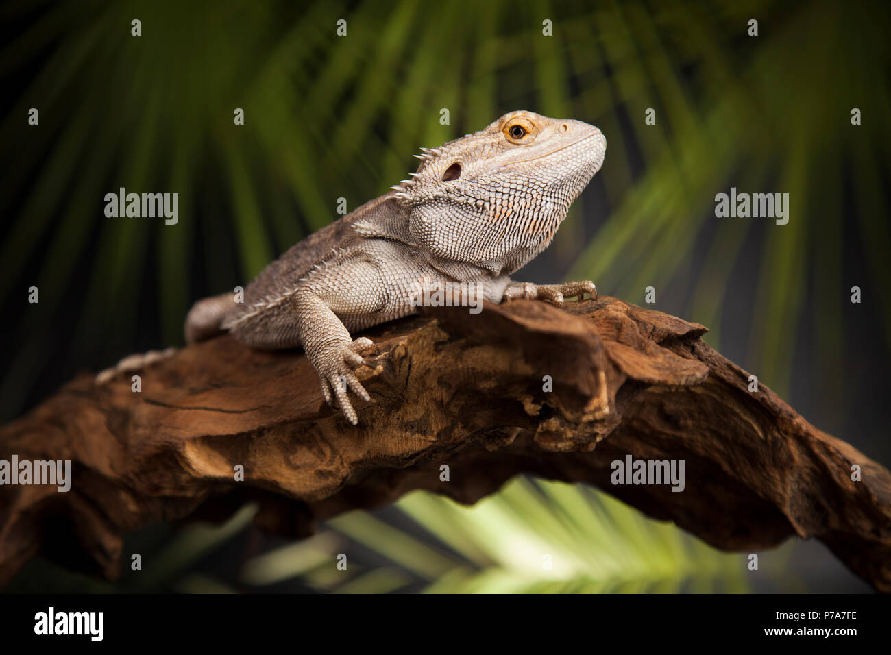 Root Bearded Dragon, Agama Lizard Stock Photo - Alamy