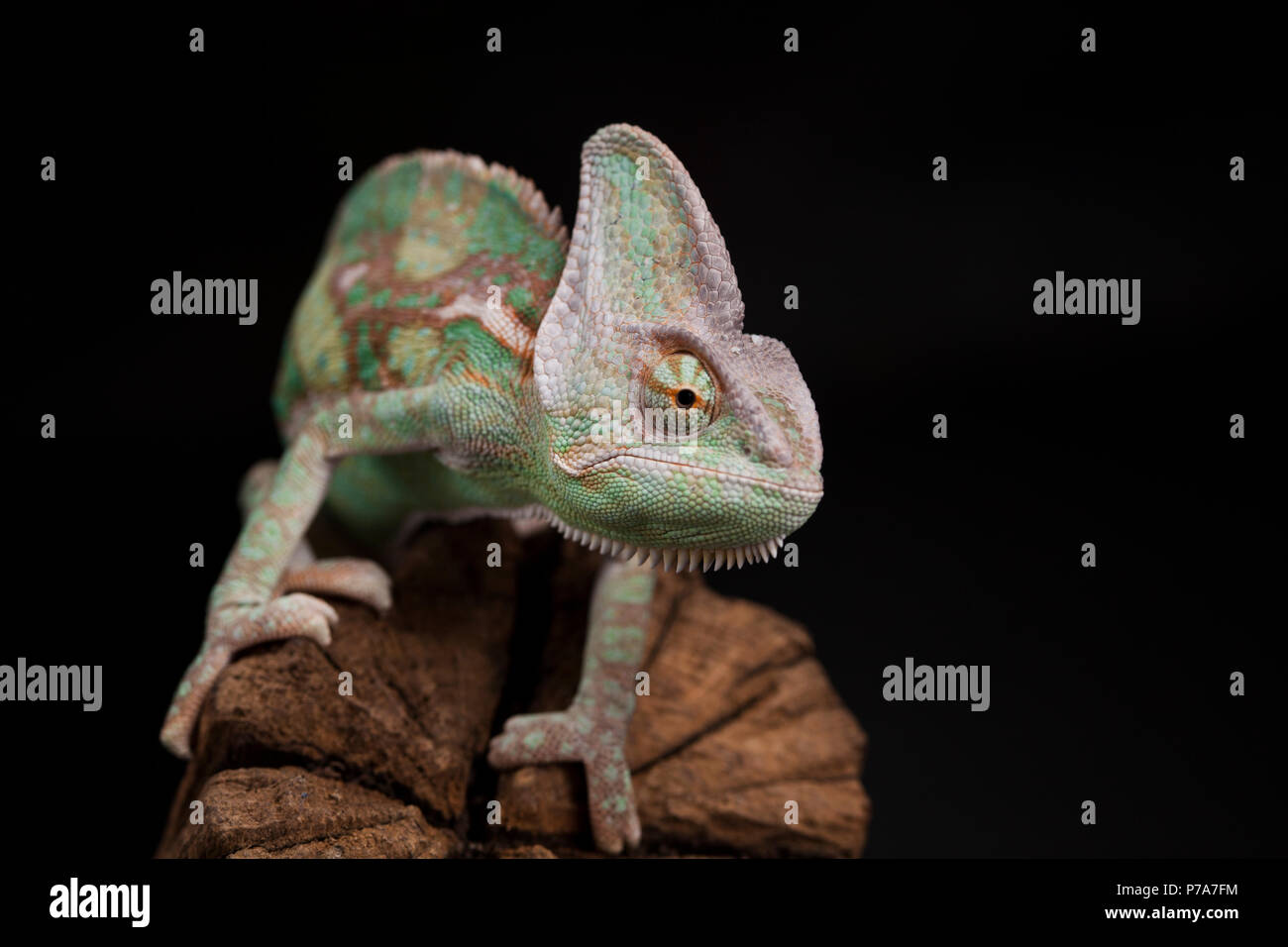 Root, Green chameleon, lizard background Stock Photo - Alamy