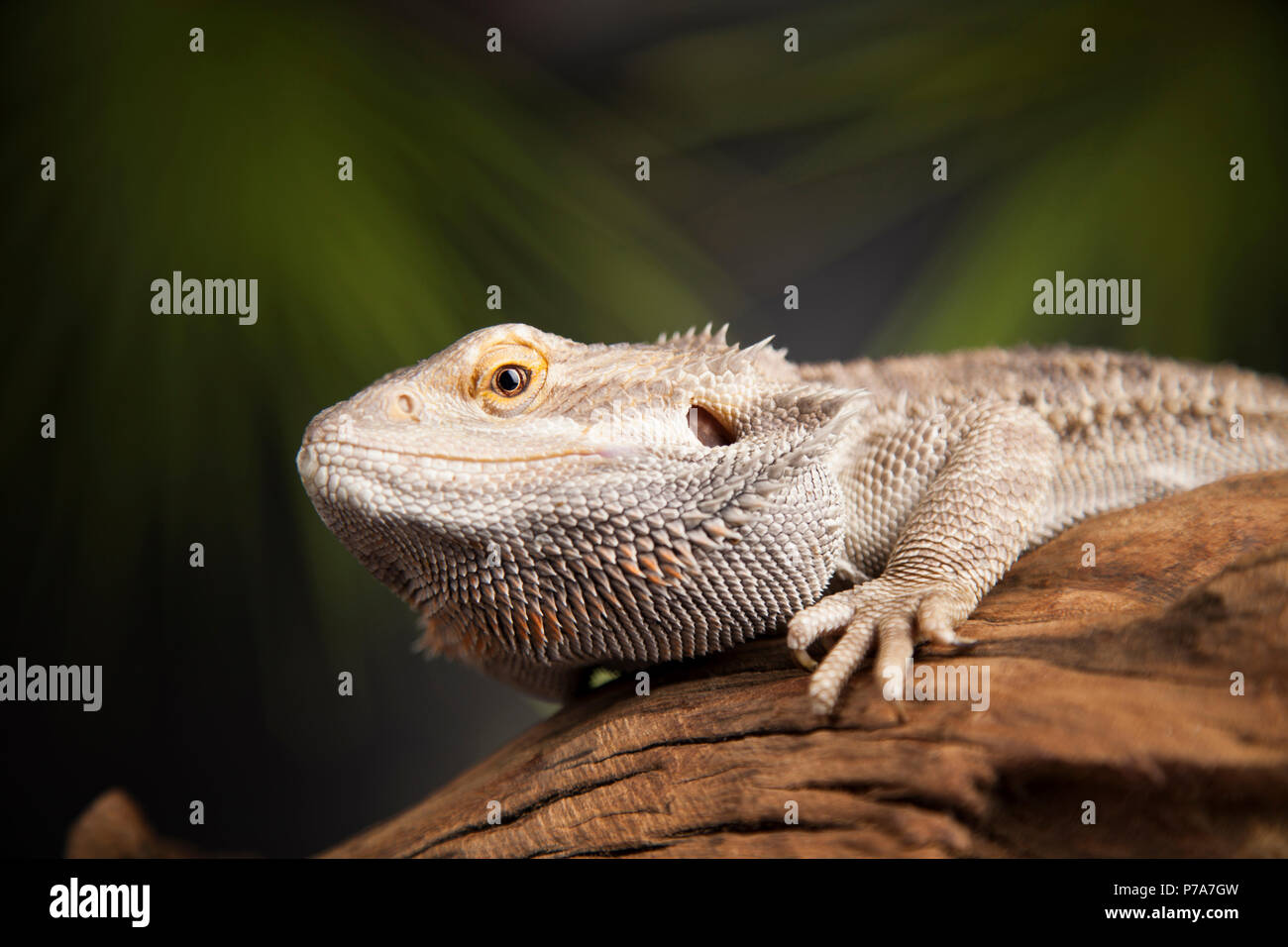 Root Bearded Dragon, Agama Lizard Stock Photo - Alamy