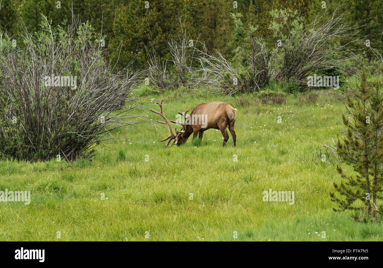 elk in velvet antlers Stock Photo - Alamy