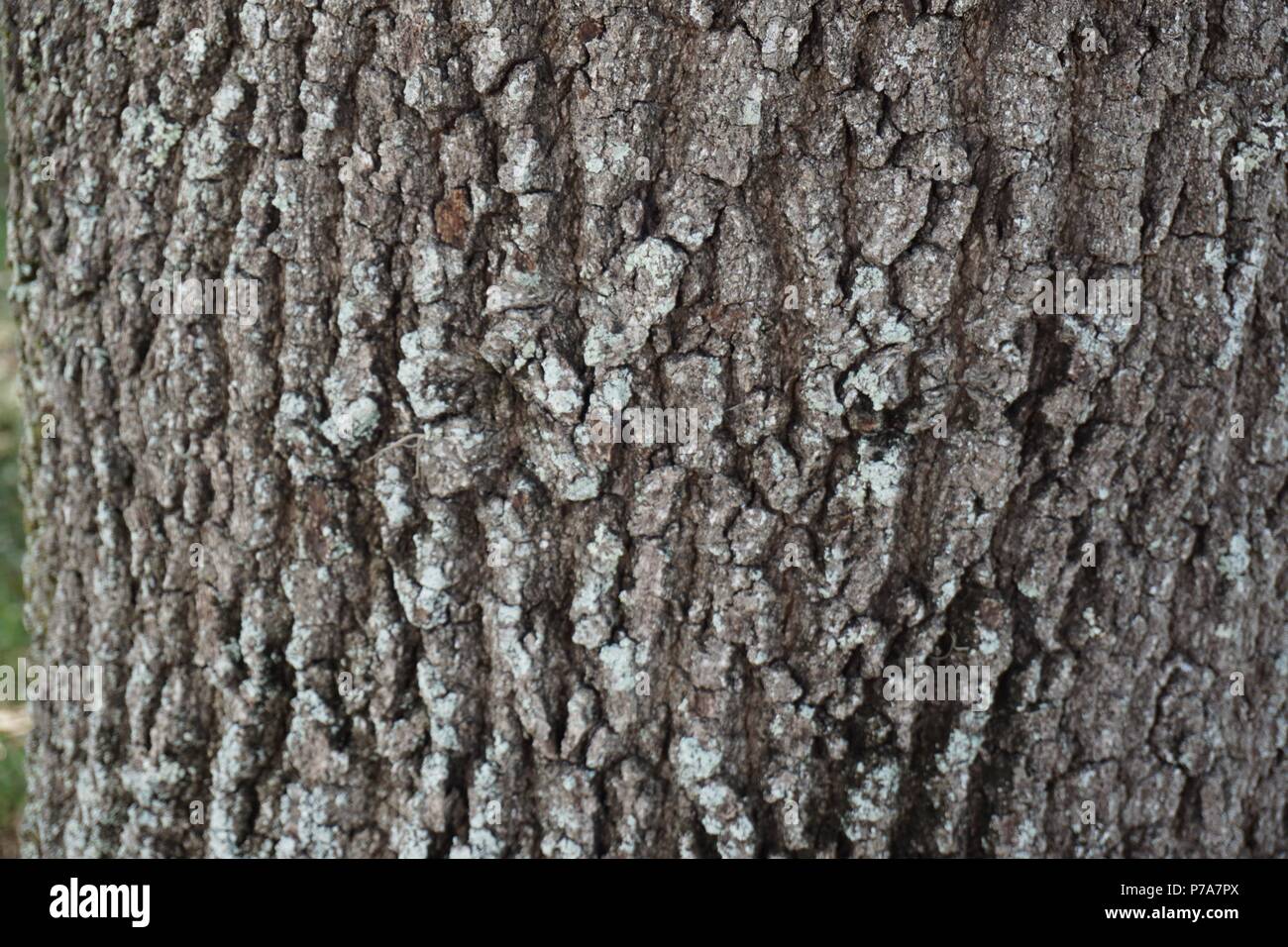 Tree trunk closeup bark pattern Stock Photo - Alamy
