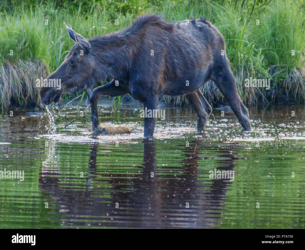 moose baby calf bull feed RMNP Colorado colorado grand lake Stock Photo ...