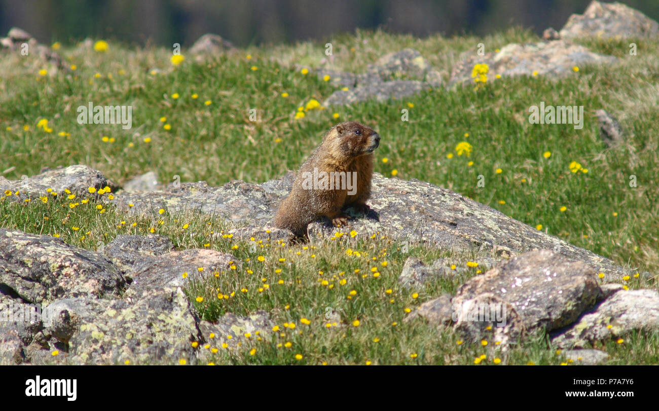 Marmot mountain groundhog woodchuck RMNP rocky mountain national park ...