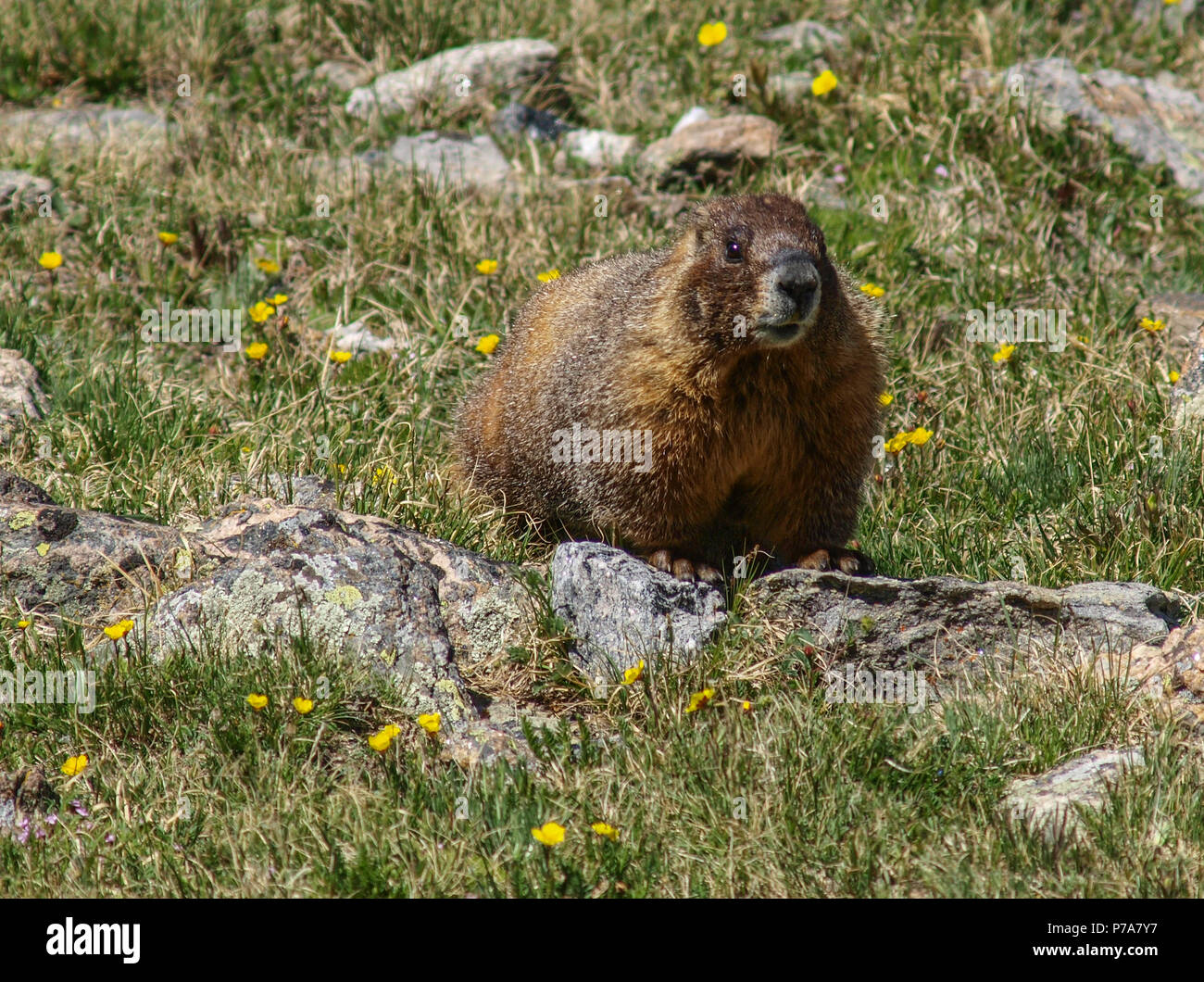Marmot mountain groundhog woodchuck RMNP rocky mountain national park ...