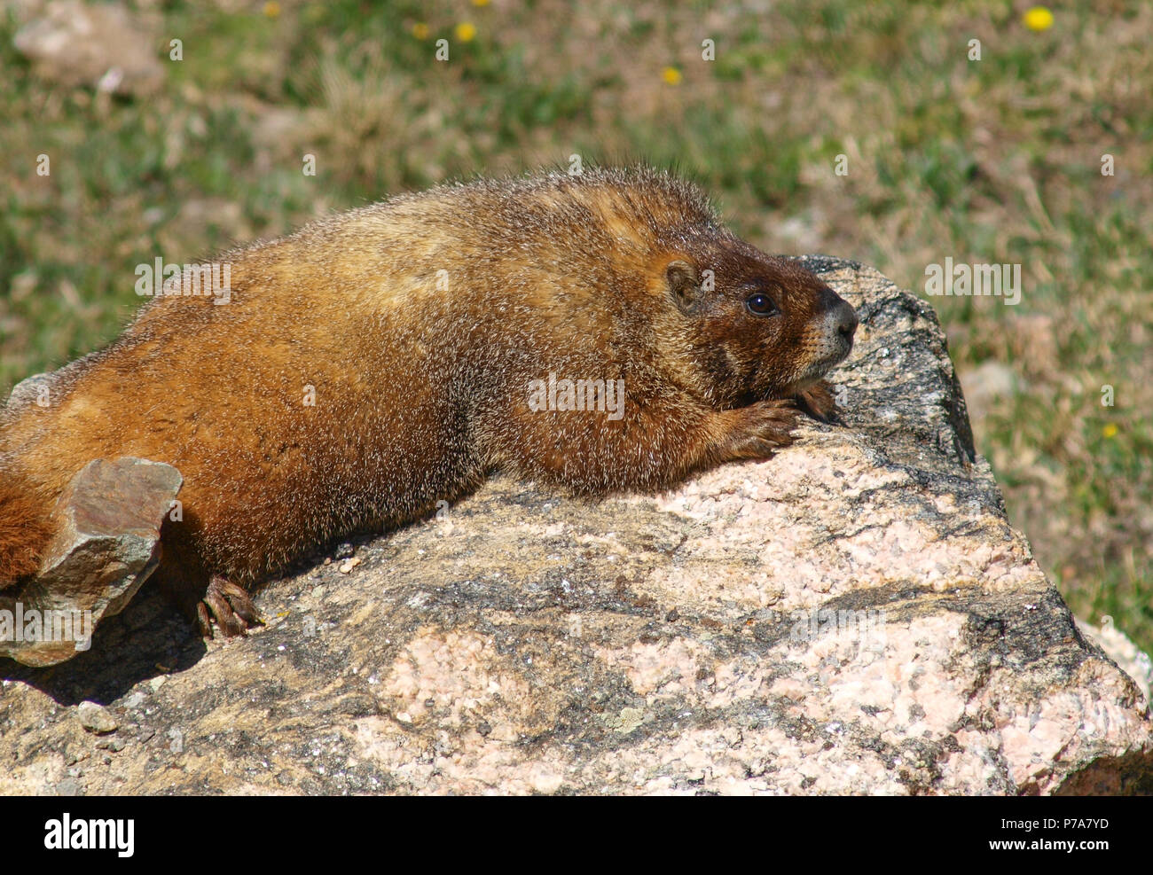 Marmot mountain groundhog woodchuck RMNP rocky mountain national park ...