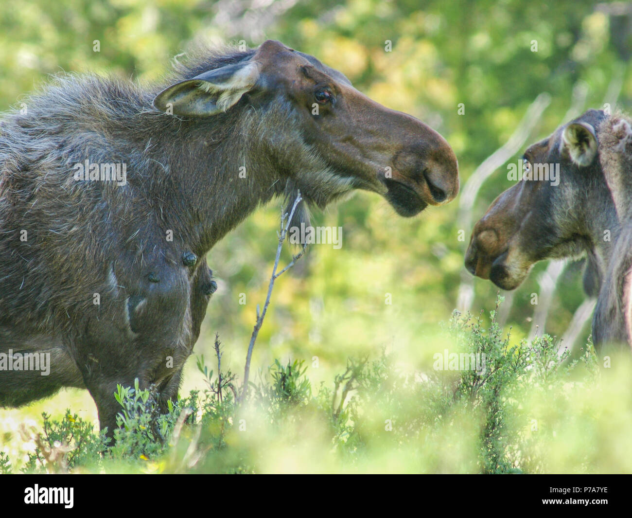 Moose fighting hi-res stock photography and images - Alamy